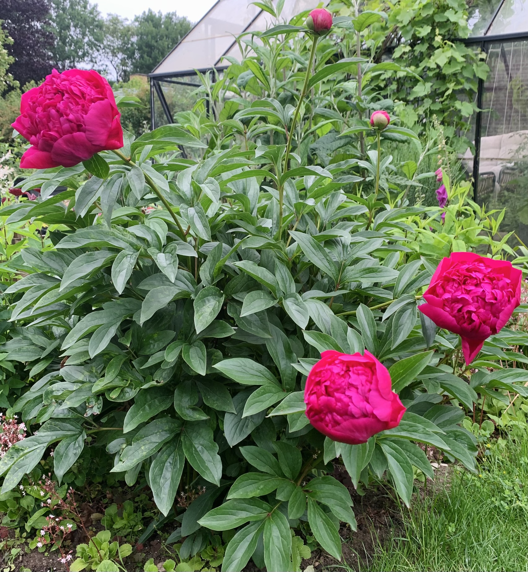 Pæon "Red Sarah Bernhardt" - Billigestauder - Billige stauder i høj ...
