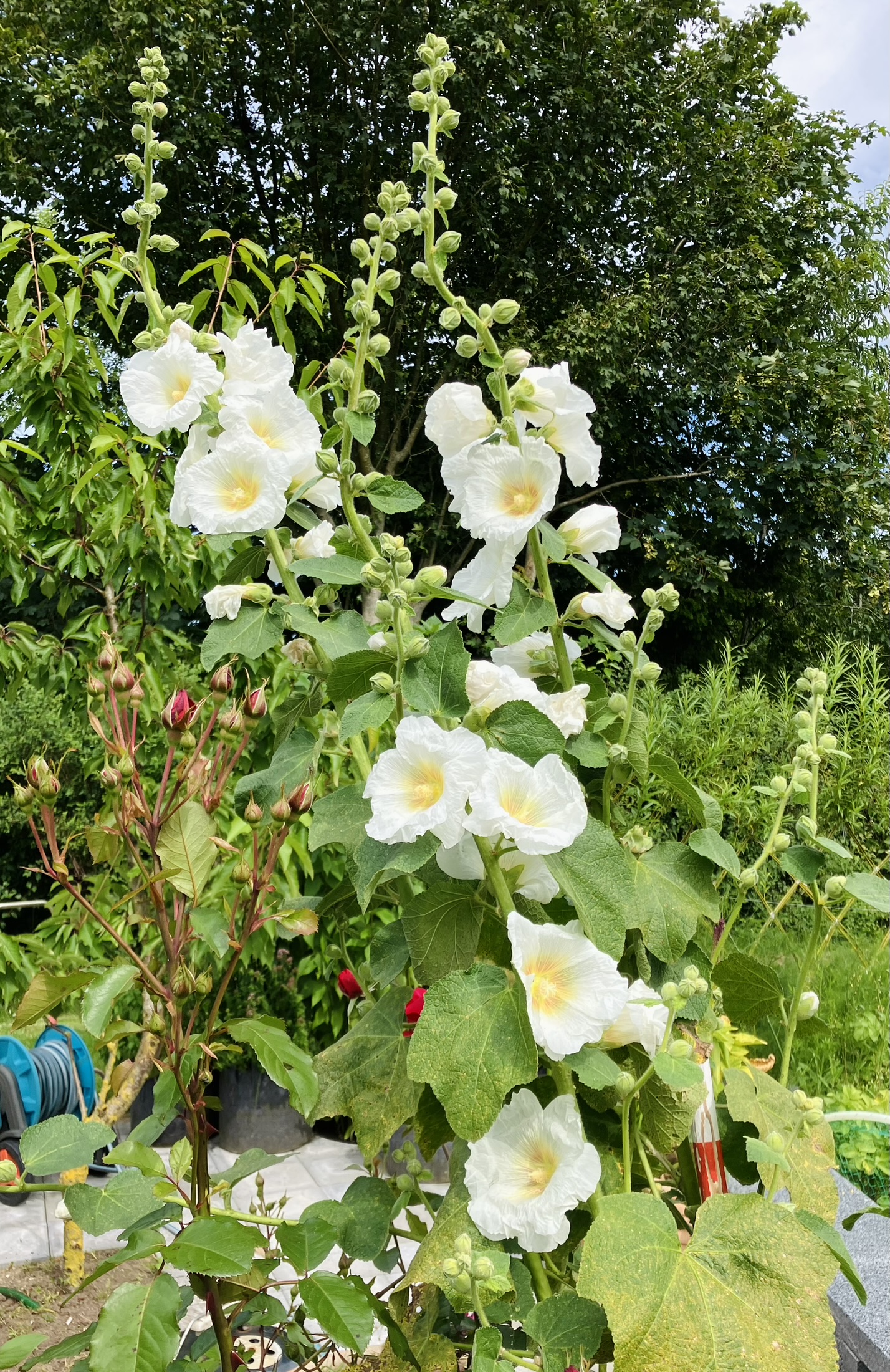 Stokrose (White 'Alba') - Billigestauder - Billige stauder i høj kvalitet