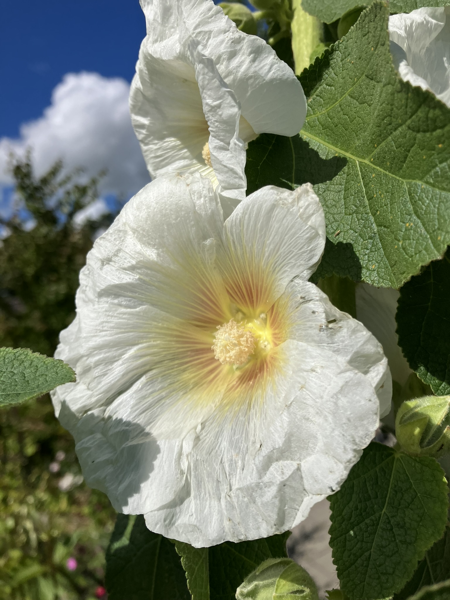 Stokrose (White 'Alba') - Billigestauder - Billige stauder i høj kvalitet